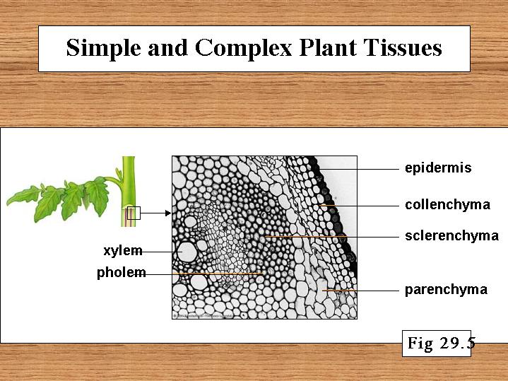 Difference Between Plant Tissues And Animal Tissues CBSE Class Notes Difference Between Plant Tissues And Animal Tissues CBSE Class Notes