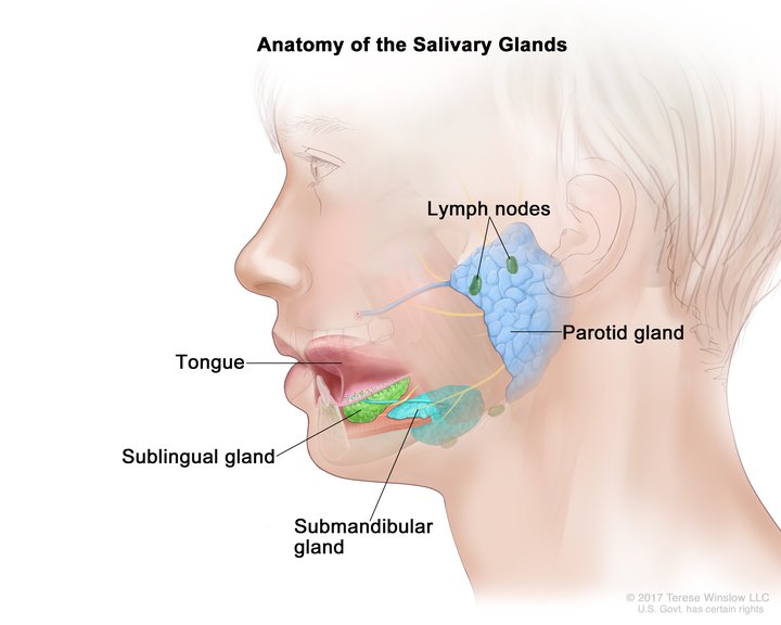 What Is The Role Of Saliva In The Digestion Of Food CBSE Class Notes