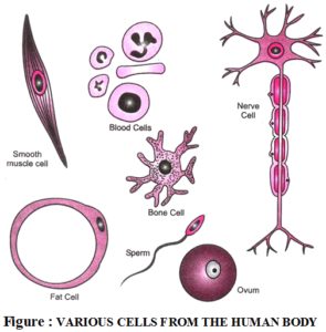 Shape and size of cell-Cell Structure and functions Class 8 NCERT Notes ...