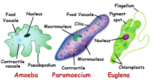 Cell Structure and Function - Unicellular and Multicellular Organisms ...