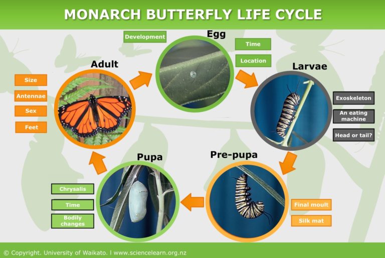 Metamorphose - Definition und Arten der Metamorphose - CBSE Class Notes ...