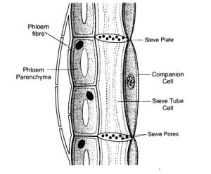 What are the Constituents of Phloem ? - CBSE Class Notes Online ...