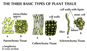 5 Key Difference between Simple Tissue and Complex Tissue - CBSE Class ...