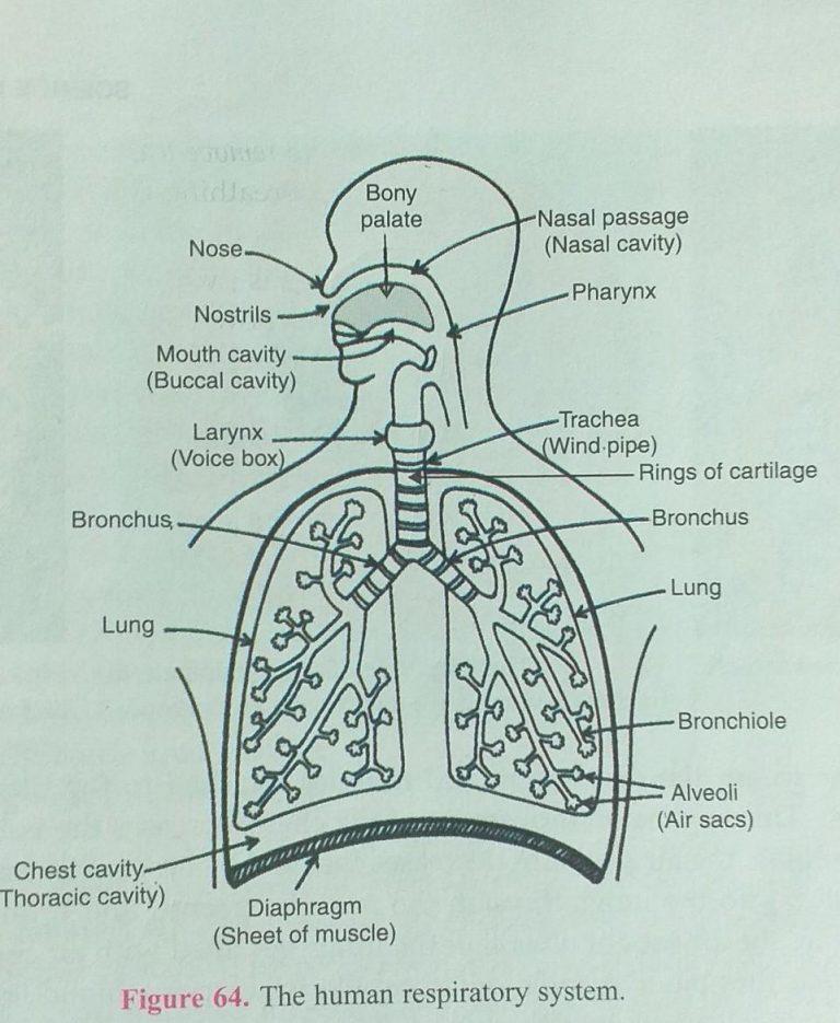 Respiration in Human Beings - Class 10 - CBSE Class Notes Online ...
