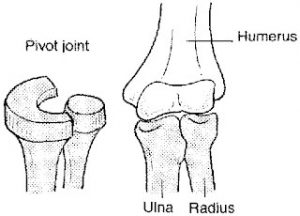 Bones And Muscles / The Skeletal System Class 5 -Notes - CBSE Class ...