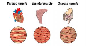 Bones And Muscles / The Skeletal System Class 5 -Notes - CBSE Class ...