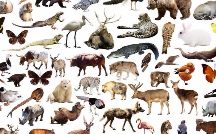 Chapter 8 Animals everywhere/ Animal Life Archives - CBSE Class Notes ...