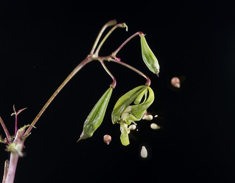 What is Dispersal of Seeds for Class 5 - CBSE Class Notes Online ...