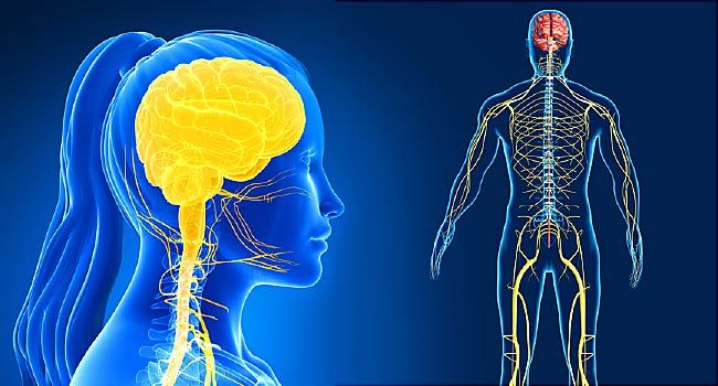 The Nervous System Class 5 Notes CBSE Class Notes Online Classnotes123 The Nervous System Class 5 Notes CBSE Class Notes Online Classnotes123