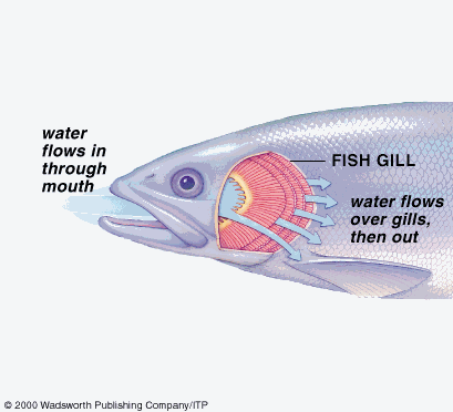 Animals Everywhere Class 5 CBSE - CBSE Class Notes Online - Classnotes123