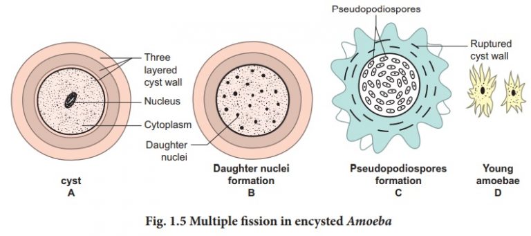 Multiple Fission - Definition, How does it occur ,Examples - CBSE Class ...