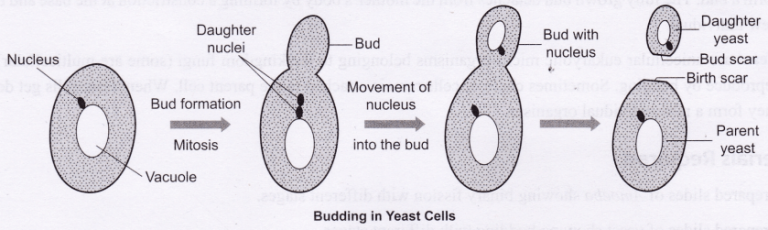 Budding - Class 10 - CBSE Class Notes Online - Classnotes123