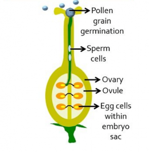 Tropic Movements in Plants - 6 Types with Examples - CBSE Class Notes ...
