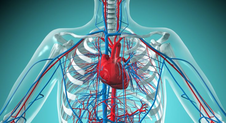Human Heart Class 10 CBSE Class Notes Online Classnotes123 Human Heart Class 10 CBSE Class Notes Online Classnotes123
