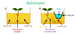 Tropic Movements in Plants - 6 Types with Examples - CBSE Class Notes ...