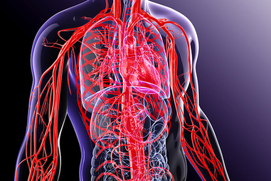 Blood Vessels - Class 10 - CBSE Class Notes Online - Classnotes123