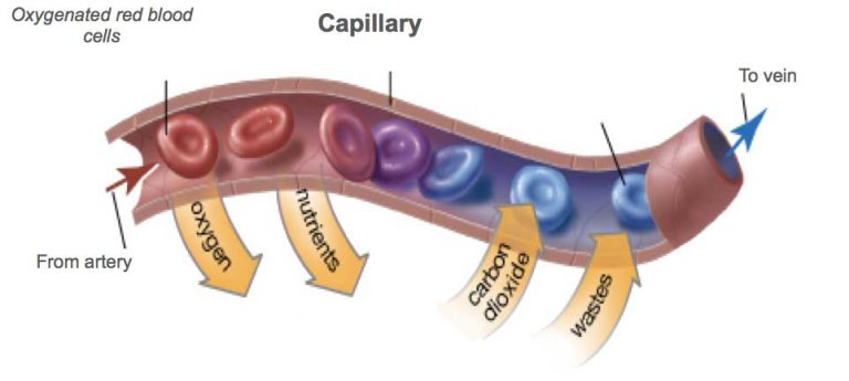 Types and Functions of Blood Vessels Class 10 - CBSE Class Notes Online ...