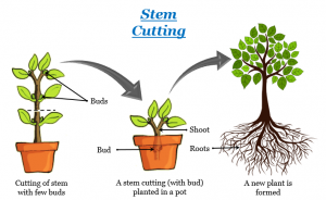 Vegetative Propagation Class 10 - CBSE Class Notes Online - Classnotes123