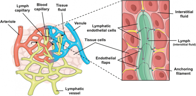 Lymphatic System - Class 10 - CBSE Class Notes Online - Classnotes123