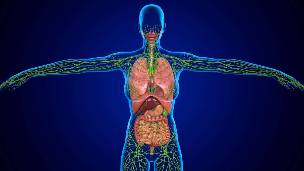 What is Lymph Class 10th - CBSE Class Notes Online - Classnotes123