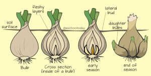 Vegetative Propagation Class 10 - CBSE Class Notes Online - Classnotes123