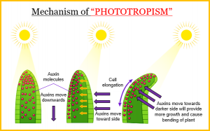 Tropic Movements in Plants - 6 Types with Examples - CBSE Class Notes ...
