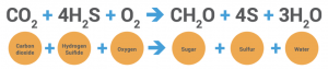 Types of Autotrophic Nutrition - Chemosynthesis and Photosynthesis ...