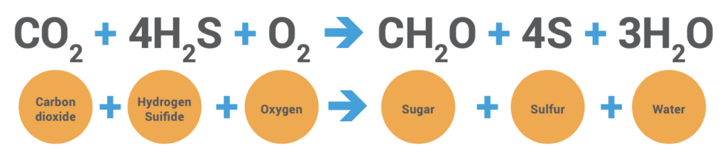 Types of Autotrophic Nutrition - Chemosynthesis and Photosynthesis ...