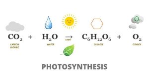 What is Photosynthesis Short Answer - CBSE Class Notes Online ...