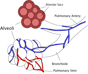 Human Respiratory System Diagram - Class 10 - CBSE Class Notes Online ...
