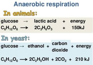 Respiration Class 10 Notes - CBSE Class Notes Online - Classnotes123
