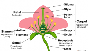 Flower Diagram Class 10 - CBSE Class Notes Online - Classnotes123