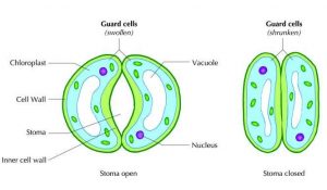 How do the Guard cells Regulate Opening and Closing of Stomatal Pores ...