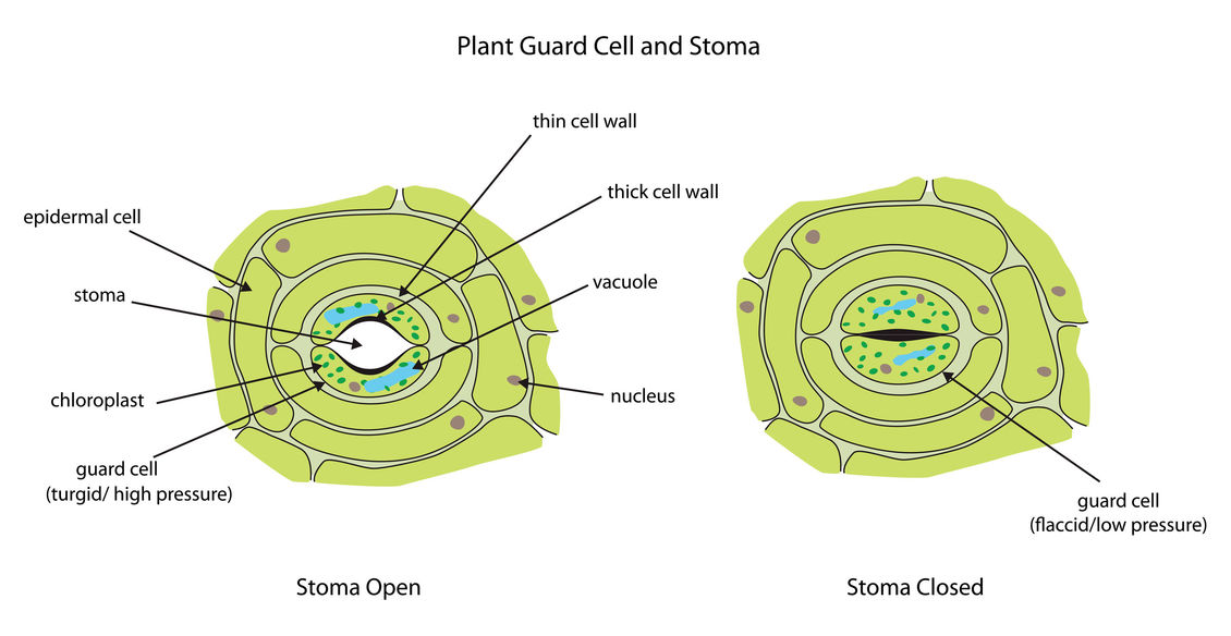 How do the Guard cells Regulate Opening and Closing of Stomatal Pores ...
