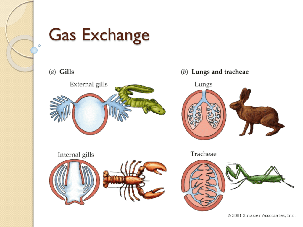 Respiration In Animals Class 10 CBSE Class Notes Online Classnotes123 Respiration In Animals Class 10 CBSE Class Notes Online Classnotes123