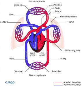 What is Double Circulation Class 10 - CBSE Class Notes Online ...