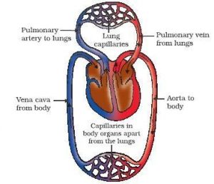 What is Double Circulation in Human Beings Why is it Necessary - Class ...