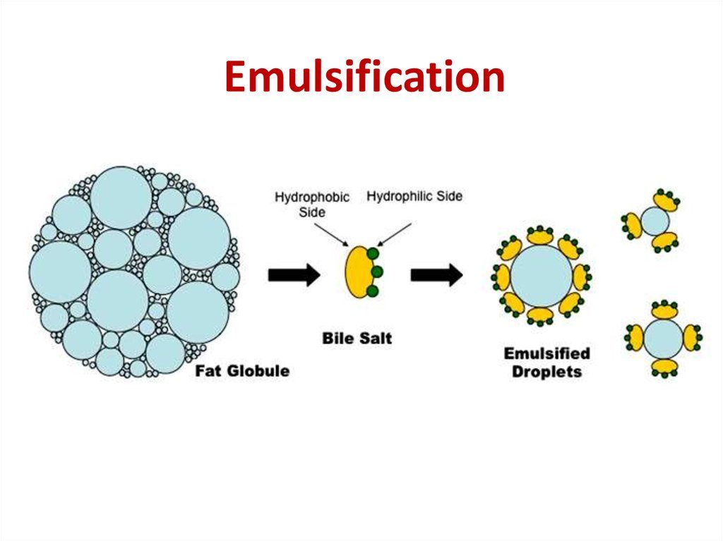 What Is The Significance Of Emulsification Of Fats CBSE Class Notes What Is The Significance Of Emulsification Of Fats CBSE Class Notes