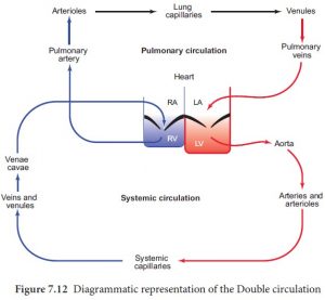 What is Double Circulation Class 10 - CBSE Class Notes Online ...