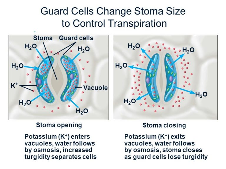 10 Important Factors that Affect the Rate of Transpiration - CBSE Class ...