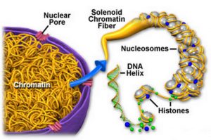 Parts of Plant Cell - Location , Structure and Functions - CBSE Class ...