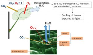 6 Important Significance Of Transpiration - CBSE Class Notes Online ...