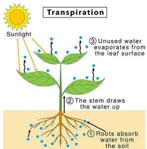Transpiration Stream - CBSE Class Notes Online - Classnotes123