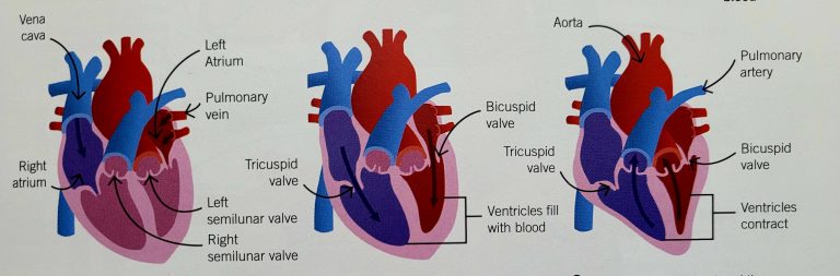 Diagram of Cardiac Cycle - CBSE Class Notes Online - Classnotes123
