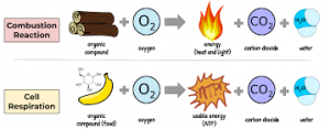 11 Differences between Respiration and Combustion (Burning) - CBSE ...