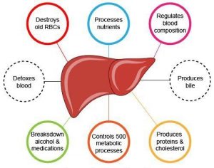 14 IMPORTANT FUNCTION OF THE LIVER - CBSE Class Notes Online ...