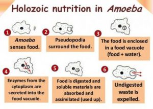 Holozoic Nutrition Example - CBSE Class Notes Online - Classnotes123