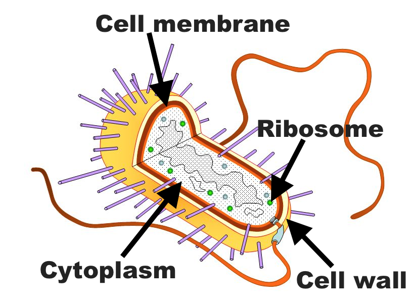 11 Difference Between Cell Wall And Cell Membrane Plasma Membrane 11 Difference Between Cell Wall And Cell Membrane Plasma Membrane