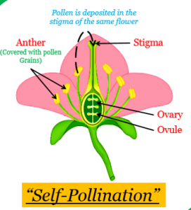 16 Important Differences between Cross Pollination and Self Pollination ...