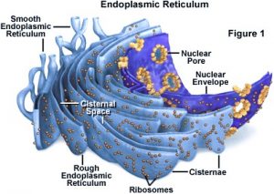 9 Important Difference between Rough and Smooth Endoplasmic Reticulum ...